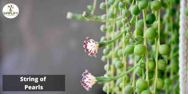 String of Pearls Propagation: The Ultimate Guide - Simplify Gardening