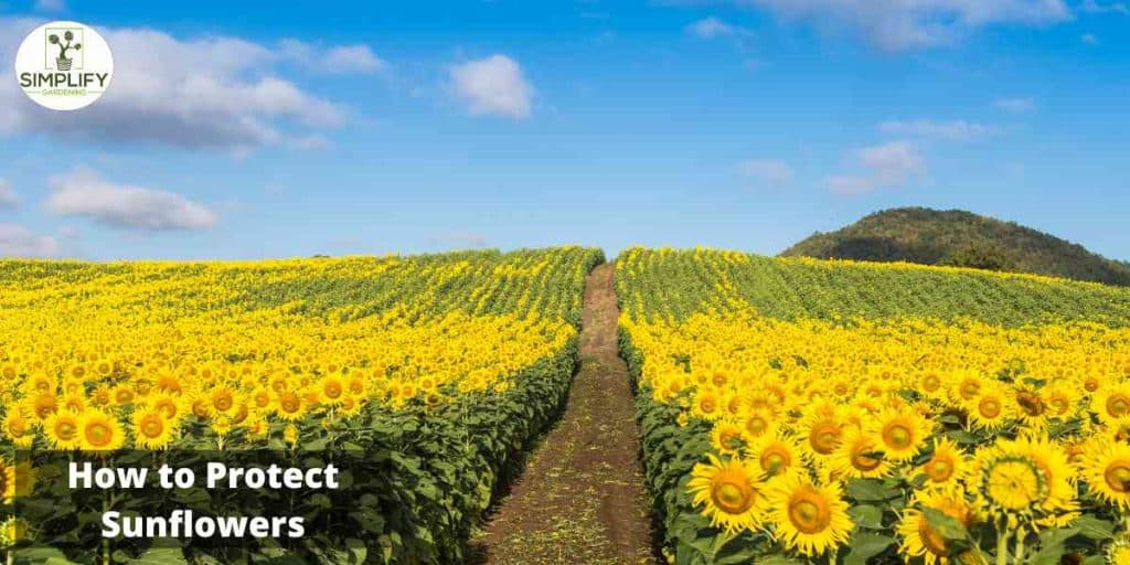 Sunflowers 101 All You Need to Know to Grow Beautiful Blooms - Simplify ...