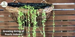 String of Pearls Propagation: The Ultimate Guide - Simplify Gardening