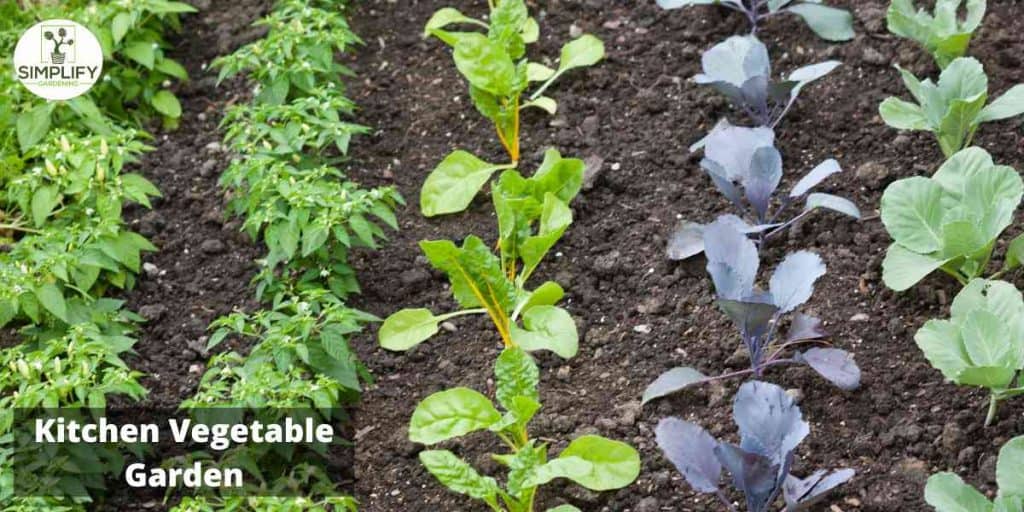 Kitchen Gardening for Beginners: Everything You Need to Know - Simplify ...