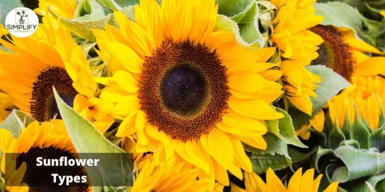 Sunflowers 101 All You Need to Know to Grow Beautiful Blooms - Simplify ...