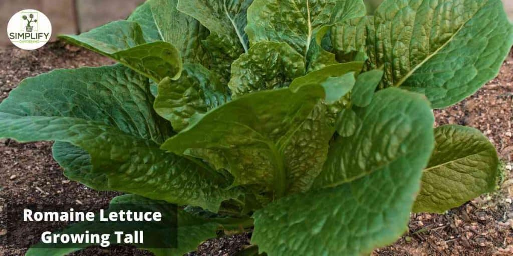Secrets to Growing Tall and Healthy Lettuce - Simplify Gardening