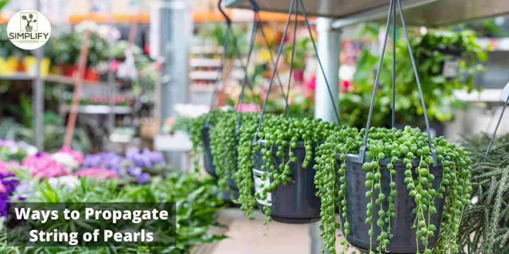 String of Pearls Propagation: The Ultimate Guide - Simplify Gardening