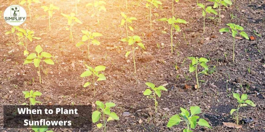 Sunflowers 101 All You Need to Know to Grow Beautiful Blooms - Simplify ...