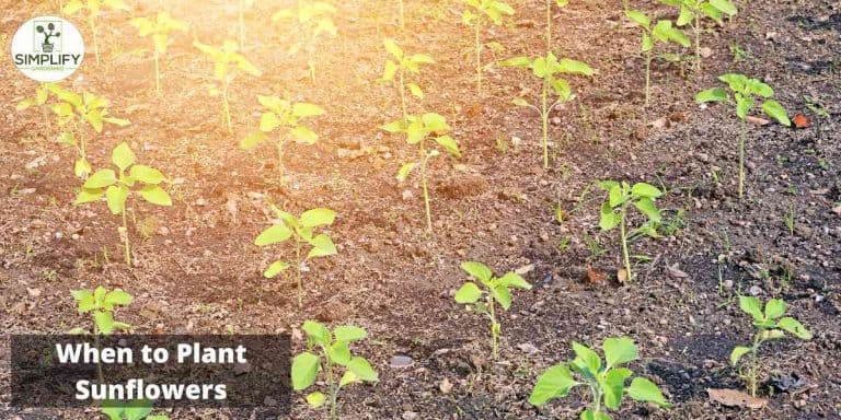 Sunflowers 101 All You Need to Know to Grow Beautiful Blooms - Simplify ...