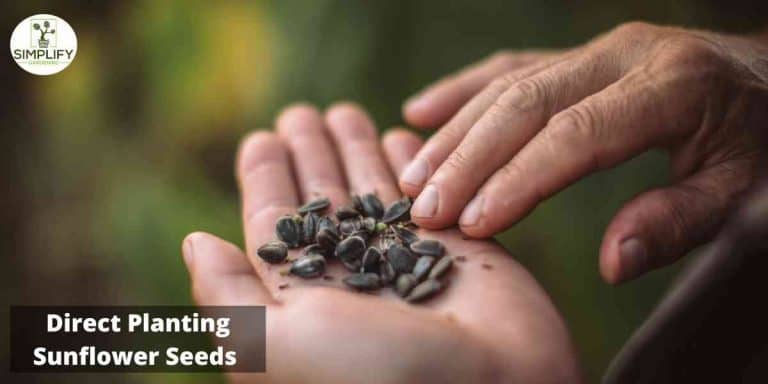 Sunflowers 101 All You Need to Know to Grow Beautiful Blooms - Simplify ...