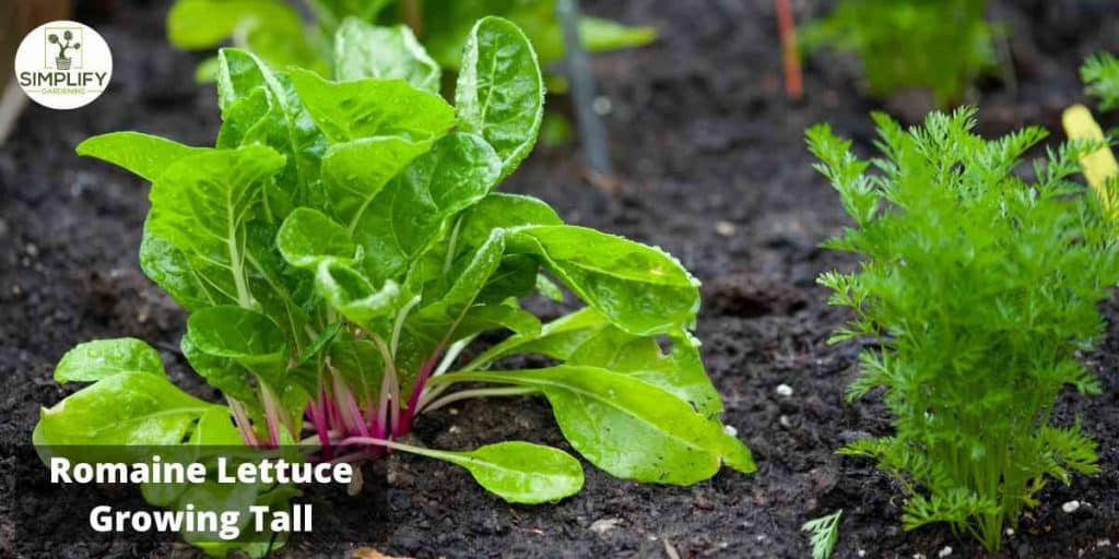 Secrets to Growing Tall and Healthy Lettuce - Simplify Gardening