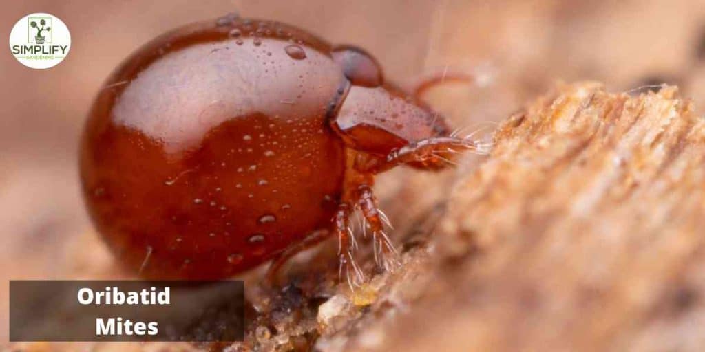 Common Soil Mite Species and How to Manage Them - Simplify Gardening