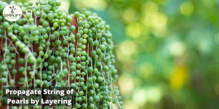String of Pearls Propagation: The Ultimate Guide - Simplify Gardening