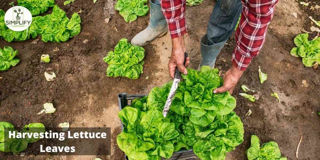 Secrets to Growing Tall and Healthy Lettuce - Simplify Gardening