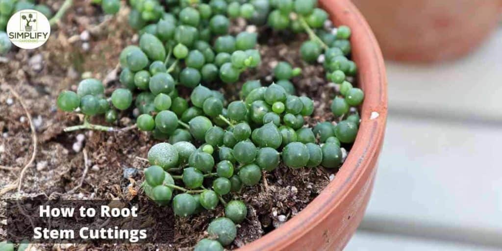 String of Pearls Propagation: The Ultimate Guide - Simplify Gardening