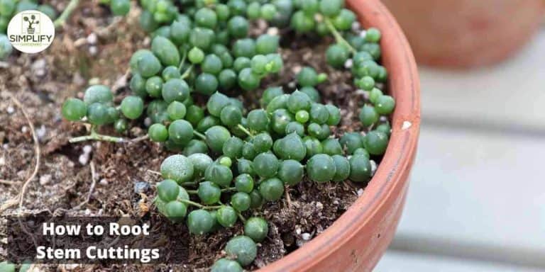String of Pearls Propagation: The Ultimate Guide - Simplify Gardening
