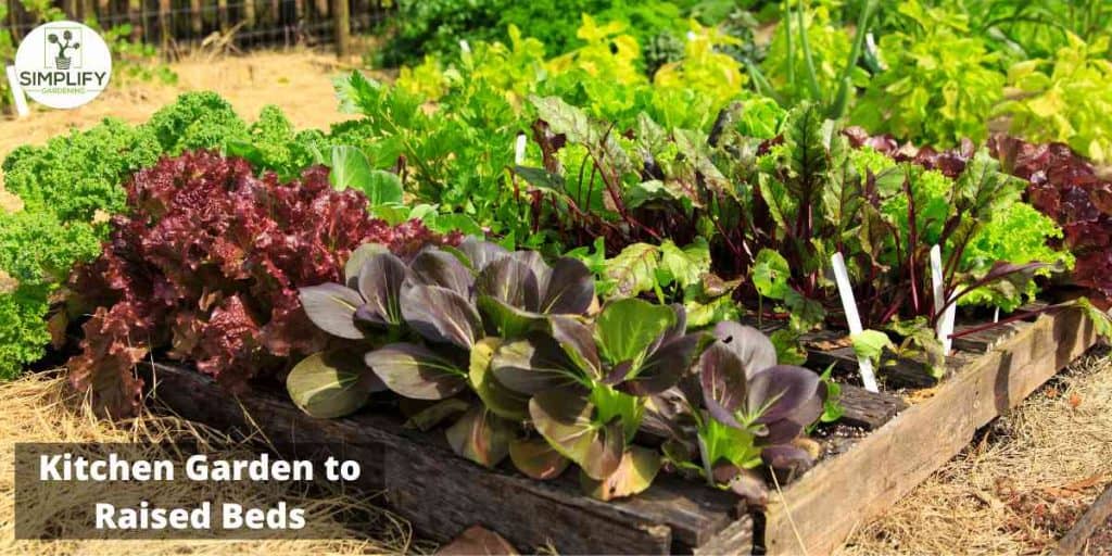 Kitchen Gardening for Beginners: Everything You Need to Know - Simplify ...
