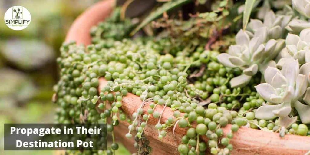 String of Pearls Propagation: The Ultimate Guide - Simplify Gardening