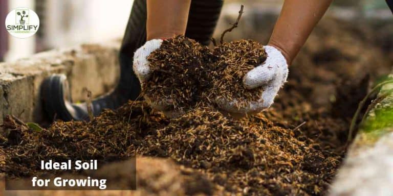 Kitchen Gardening for Beginners: Everything You Need to Know - Simplify ...
