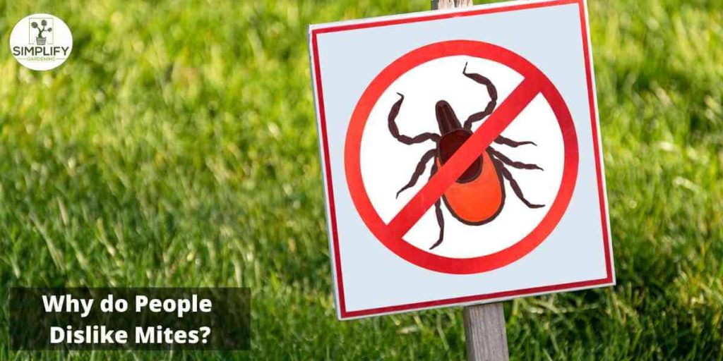 The Top 10 Fascinating Facts About Soil Mites - Simplify Gardening