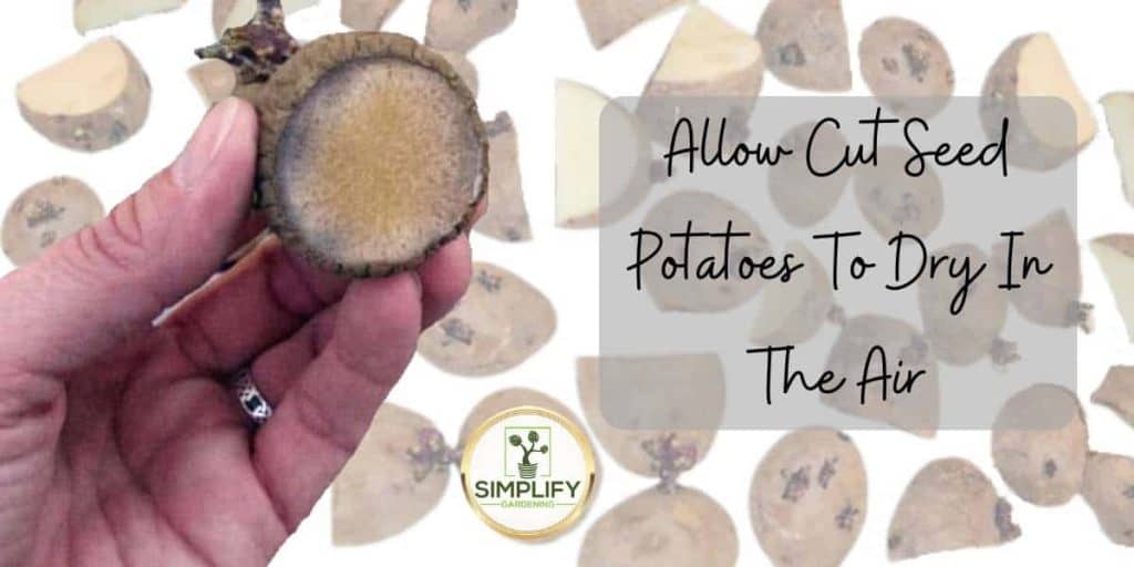 Maximize Potato Crops: The Truth About Cutting Seed Potatoes - Simplify ...