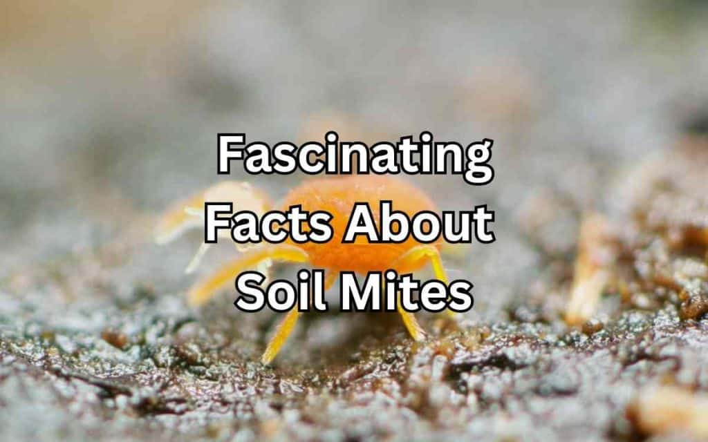 String of Pearls Propagation: The Ultimate Guide - Simplify Gardening