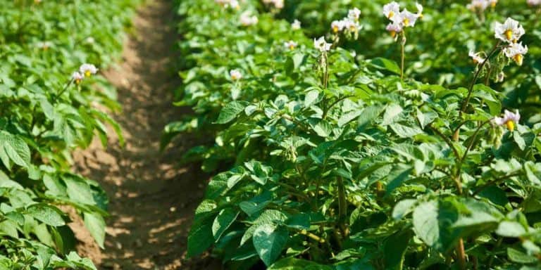 Maximize Potato Crops: The Truth About Cutting Seed Potatoes - Simplify ...