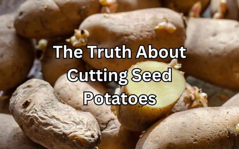 How to Choose the Best Container Fertilizer for Potatoes - Simplify ...