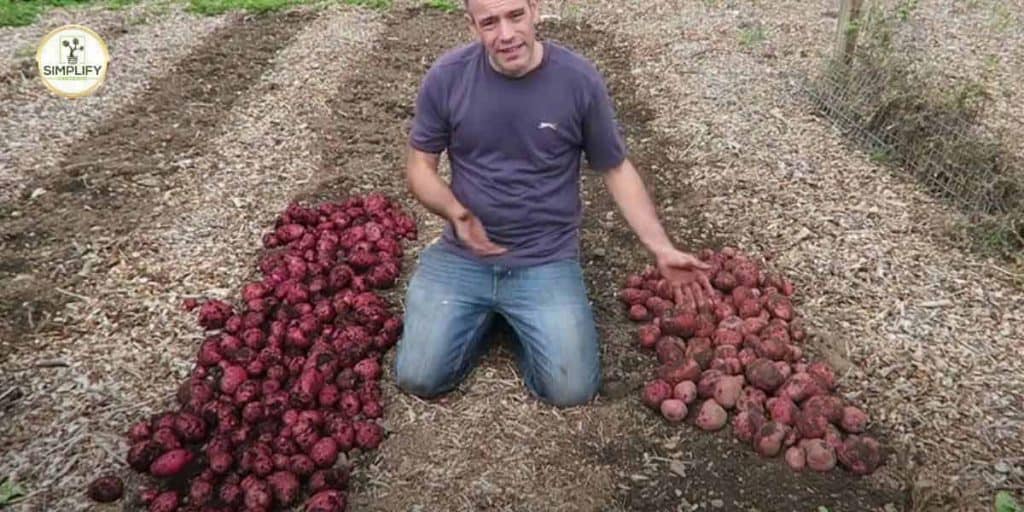 Maximize Potato Crops: The Truth About Cutting Seed Potatoes - Simplify ...