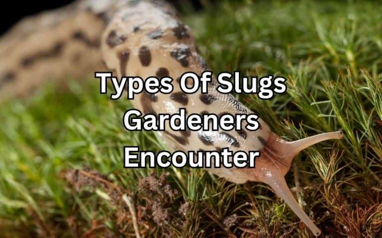 Types Of Slugs Gardeners Encounter - Simplify Gardening