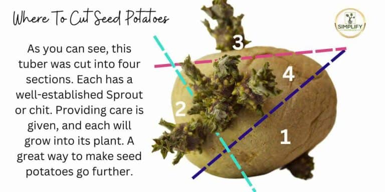 Maximize Potato Crops: The Truth About Cutting Seed Potatoes - Simplify ...