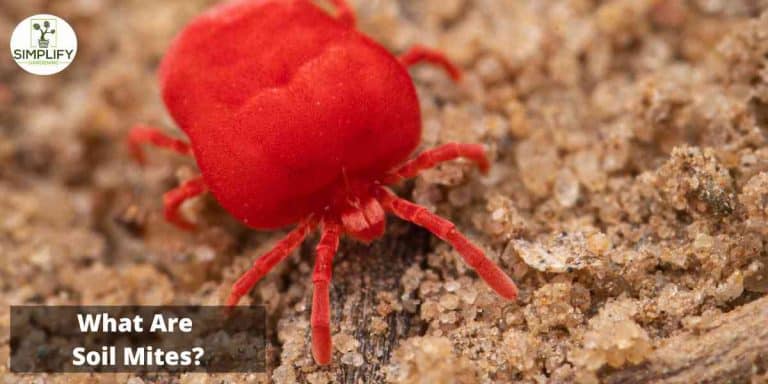 Common Soil Mite Species and How to Manage Them - Simplify Gardening
