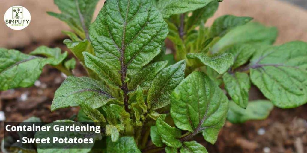 How to Grow Vegetables in Containers: A Beginner's Guide - Simplify ...
