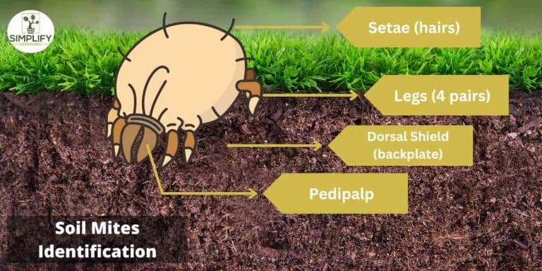 Common Soil Mite Species and How to Manage Them - Simplify Gardening