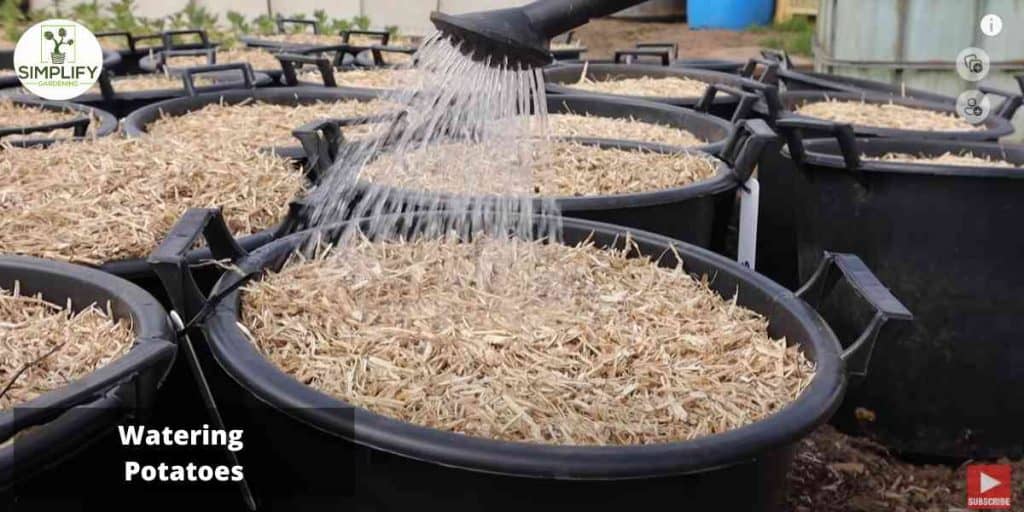 Container Potato Watering 101: Everything You Need to Know - Simplify Gardening