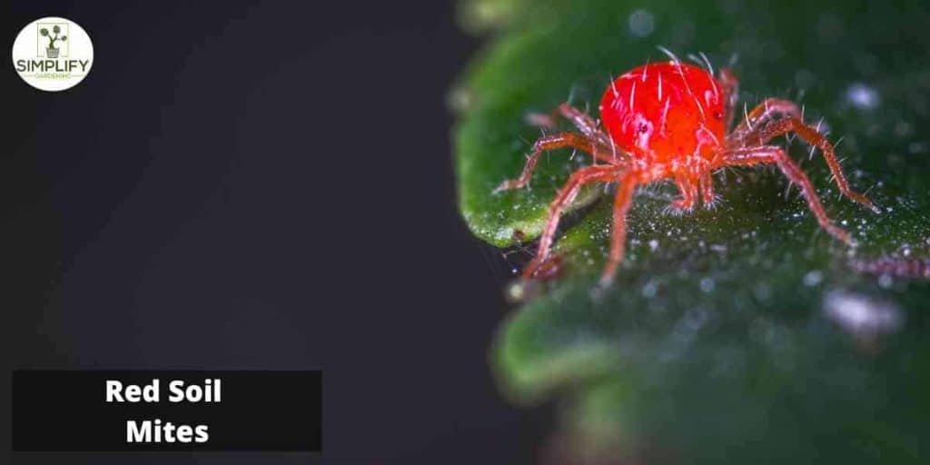 Common Soil Mite Species and How to Manage Them - Simplify Gardening