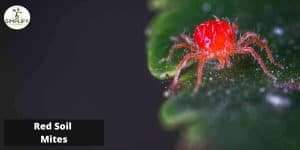 Common Soil Mite Species and How to Manage Them - Simplify Gardening