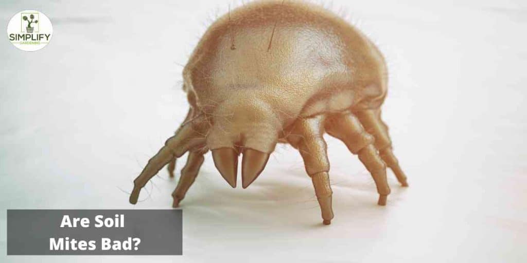Common Soil Mite Species and How to Manage Them - Simplify Gardening
