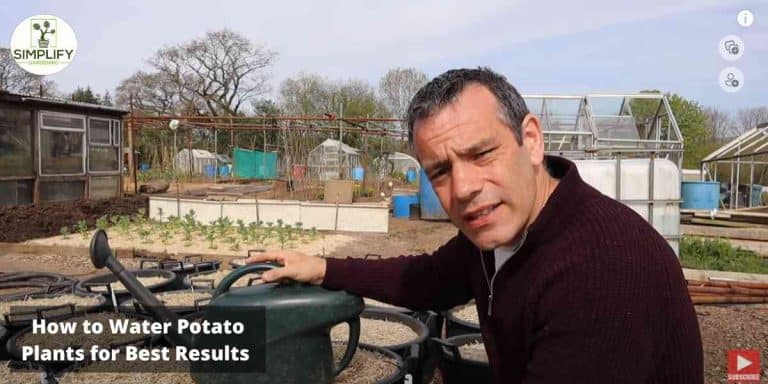 Container Potato Watering 101: Everything You Need to Know - Simplify ...
