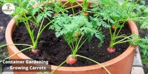How to Grow Vegetables in Containers: A Beginner's Guide - Simplify ...