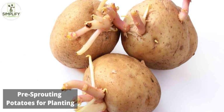 Mastering Container Gardening: Growing Potatoes Made Easy - Simplify ...