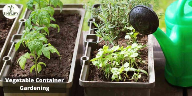 Planting Made Easy: Container Gardening Tips for Beginners - Simplify ...