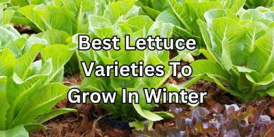 Secrets to Growing Tall and Healthy Lettuce - Simplify Gardening
