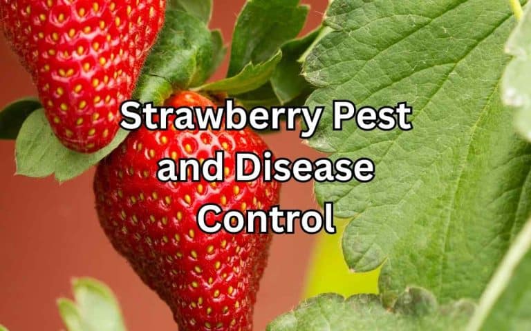 The Ultimate Guide to Strawberry Pest and Disease Control - Simplify ...