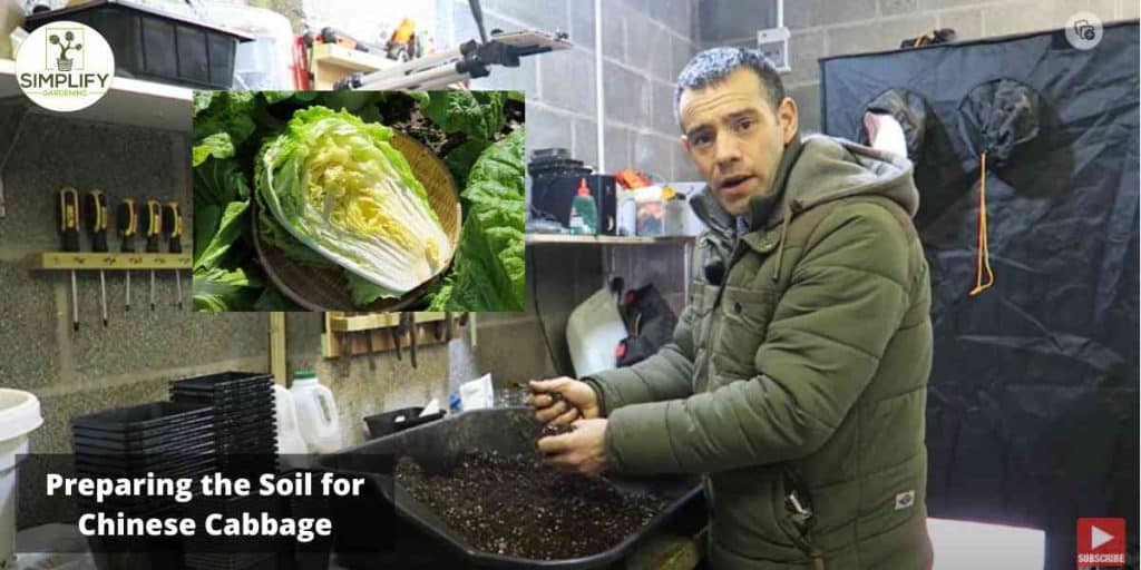 Grow Chinese Cabbage: Tips, Tricks for a Great Harvest - Simplify Gardening