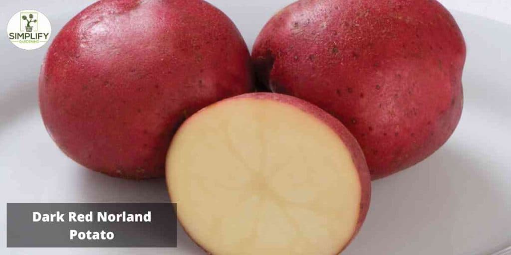 Discover the Best Small Potato Varieties for Container Planting ...