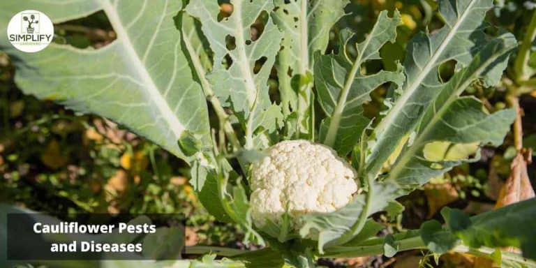 The Ultimate Guide to Growing Cauliflower: An In-Depth Look - Simplify ...