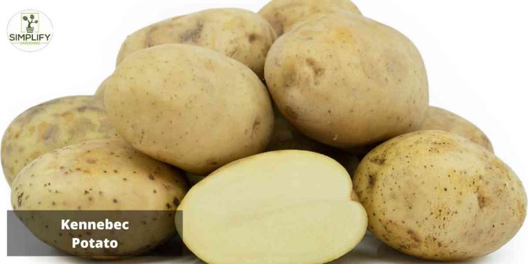Discover the Best Small Potato Varieties for Container Planting ...