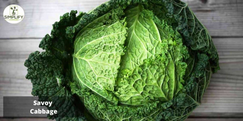 The Ultimate Guide to Growing Cabbage - Simplify Gardening