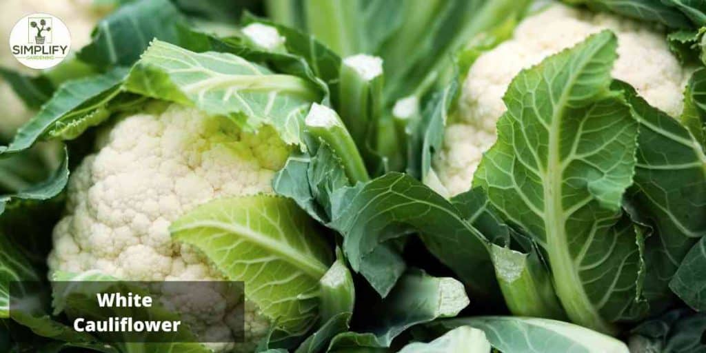 The Ultimate Guide to Growing Cauliflower: An In-Depth Look - Simplify ...