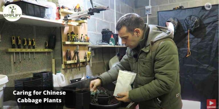 Grow Chinese Cabbage: Tips, Tricks for a Great Harvest - Simplify Gardening