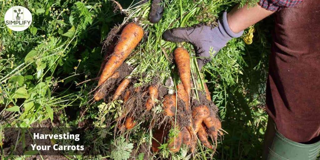 How to Grow Carrots: A Comprehensive Guide for Beginners - Simplify ...