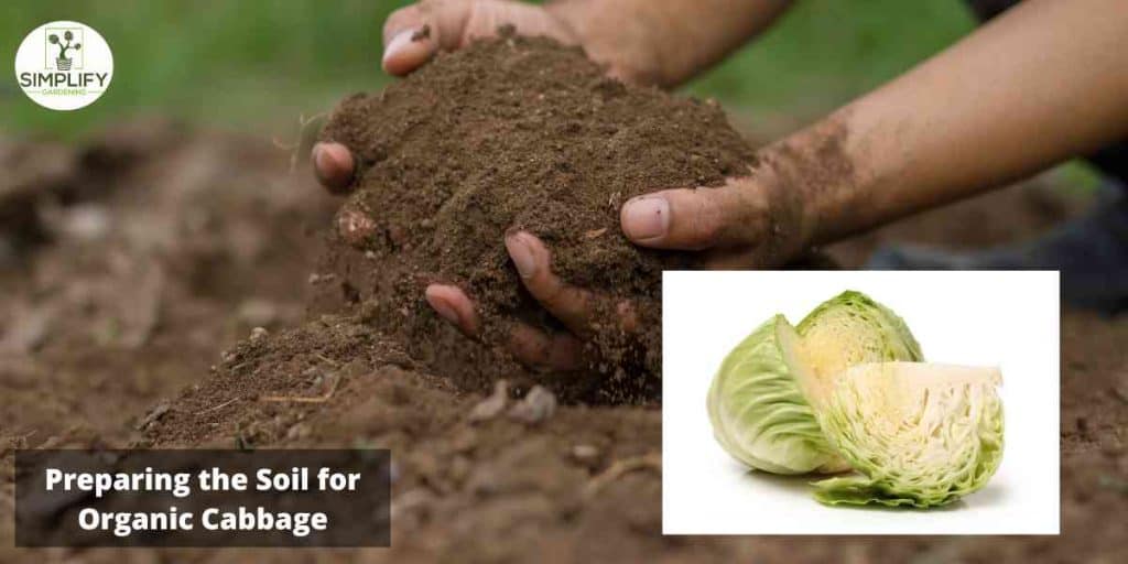 How to Plant and Grow Organic Cabbage - Simplify Gardening