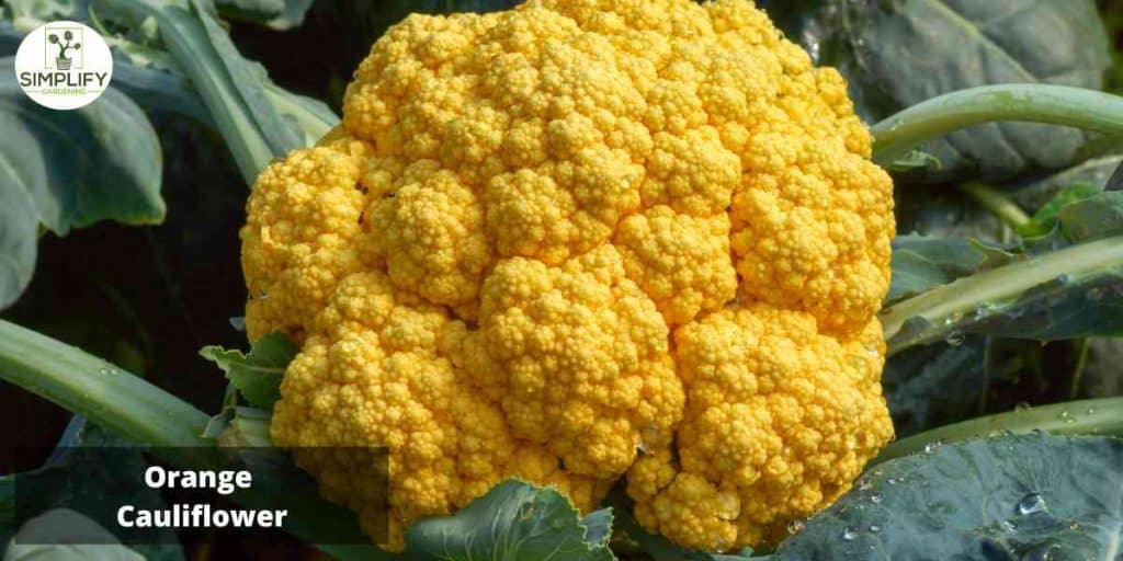 The Ultimate Guide to Growing Cauliflower: An In-Depth Look - Simplify ...